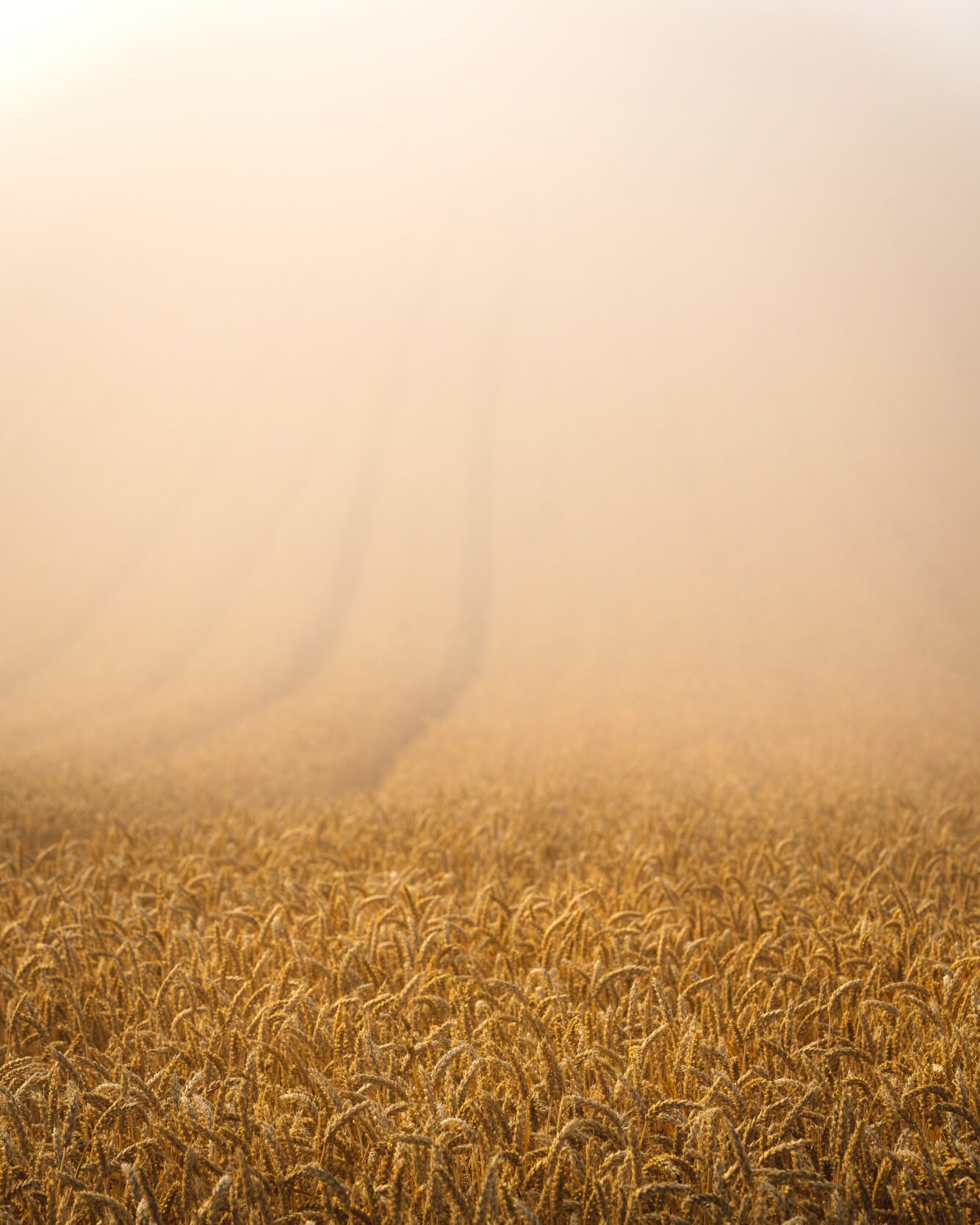 Gallery - Yusuke Abe